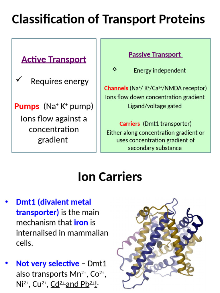 Active and Passive Transport Mechanisms | PDF
