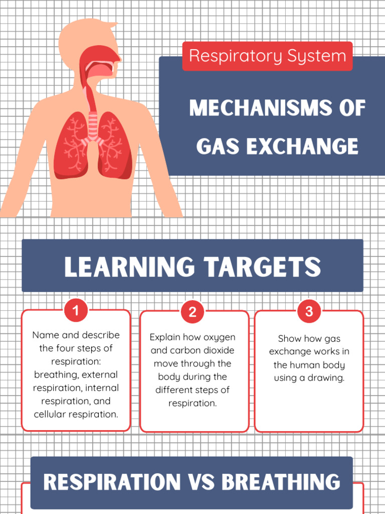 Mechanisms of Gas Exchange | PDF | Respiratory System | Breathing