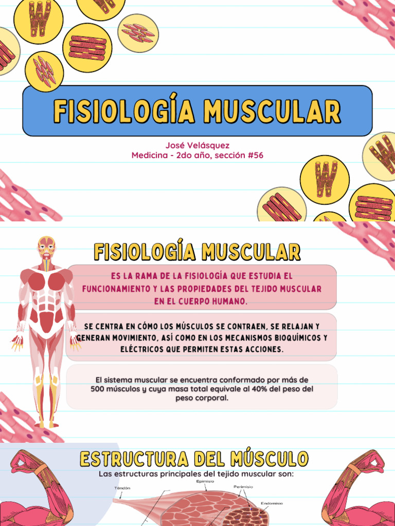 Fisiologia Muscular (1) | PDF | Músculo | Corazón