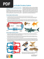 Fish Circulation: Gill and Systemic Flow | PDF | Heart | Artery
