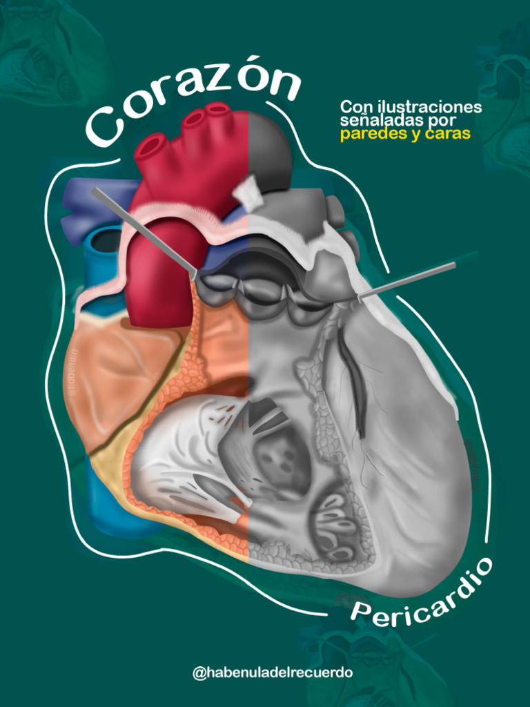 CORAZÓN Y PERICARDIO | PDF | Corazón | Tórax (anatomía humana)