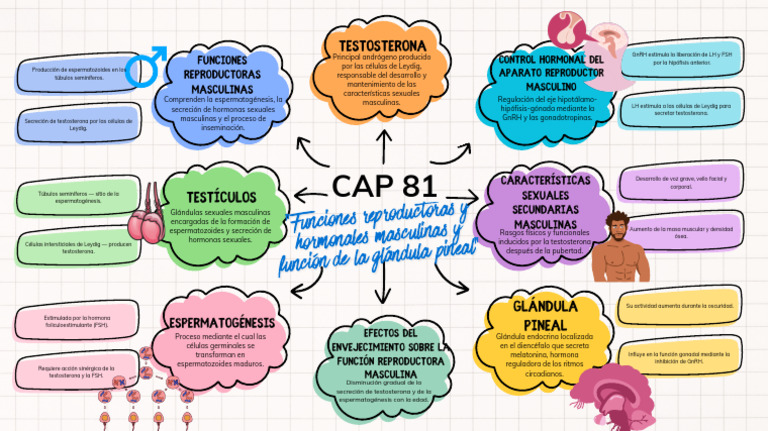 Mapa Mental - Fisio Guyton Cap 81 (1) | PDF | Testosterona | Hormona ...