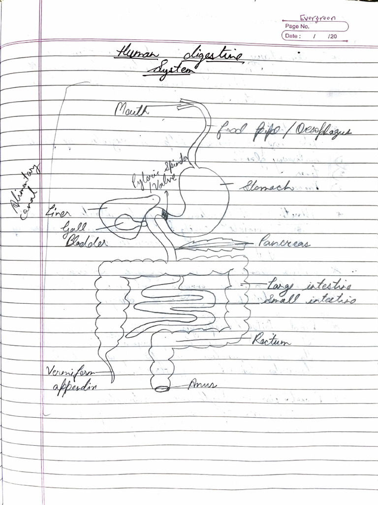 Ch -5 Bio | PDF