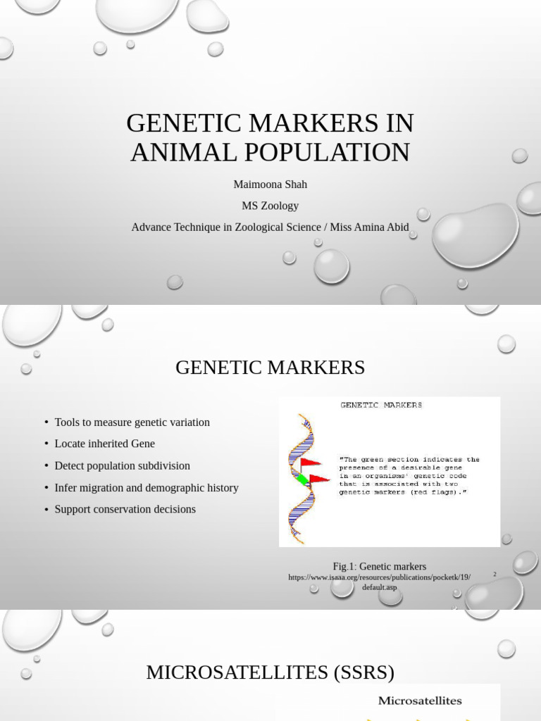 Maimoona (1) | PDF | Microsatellite | Mitochondrial Dna