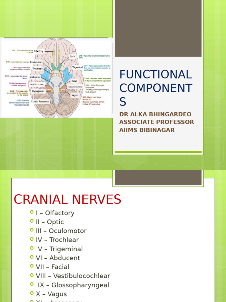 Cranial Nerves: Functional Components Overview | PDF | Vagus Nerve ...