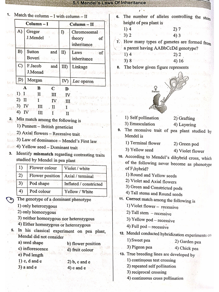 Principles of Inheritance Class 12 Biology | PDF