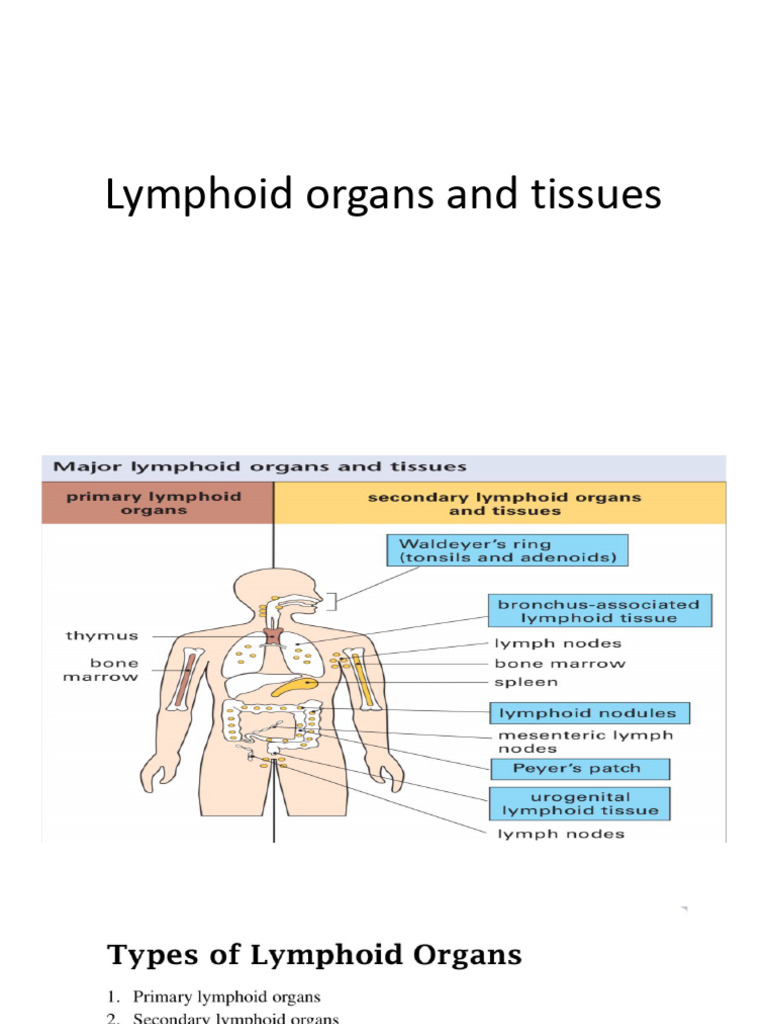 Chp 2 - Cells Organs and Tissues- Lymphoid Organs.pptx | PDF