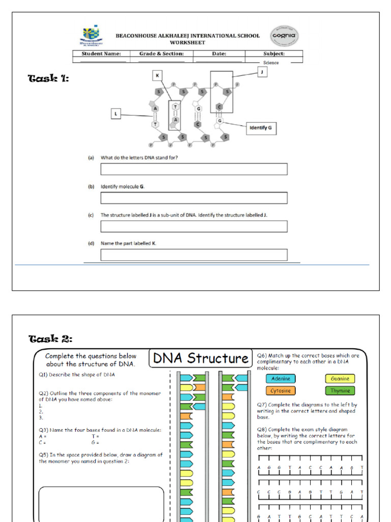 DNA Structure | PDF