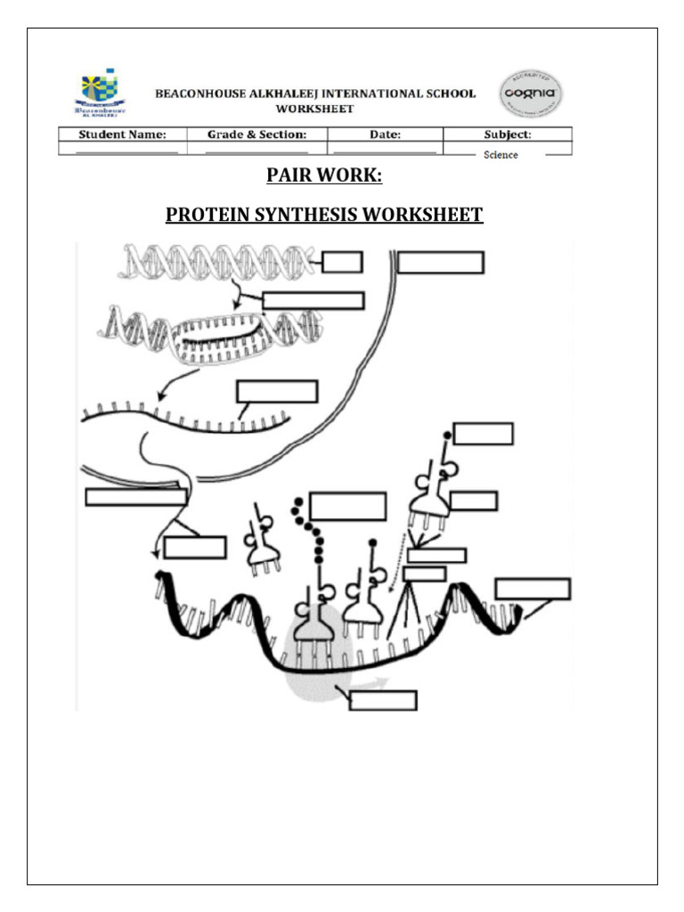 Protein Synthesis Second Worksheet | PDF