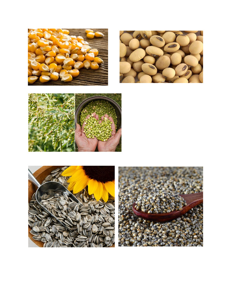 Images Bharath Sister | PDF