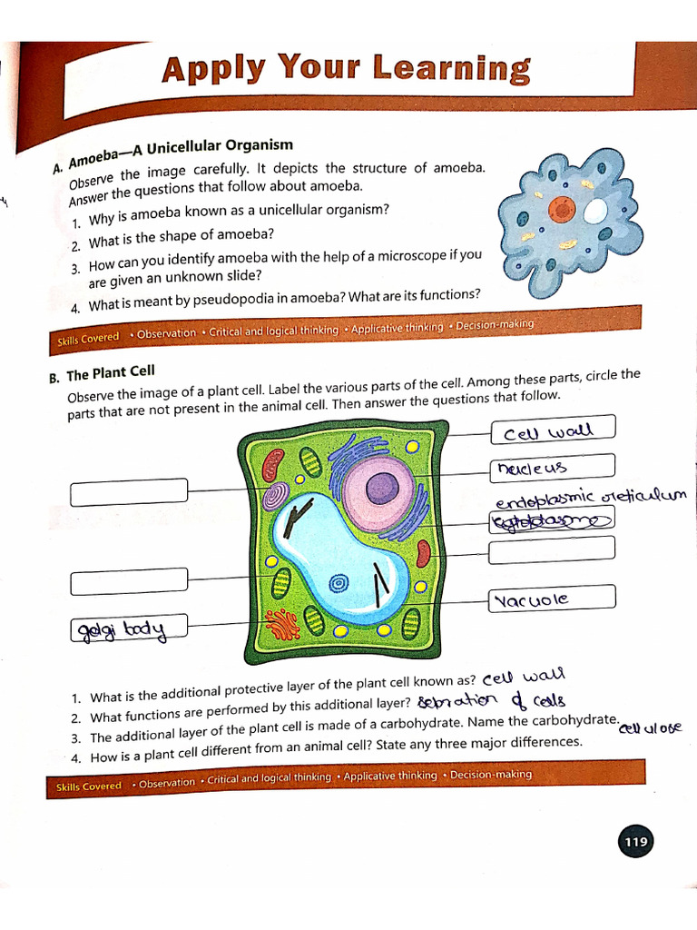 The Cell and Reproduction in Animals | PDF