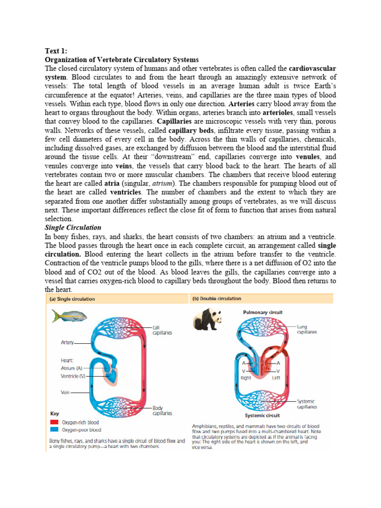 Week 5 Reading | PDF | Circulatory System | Blood Vessel