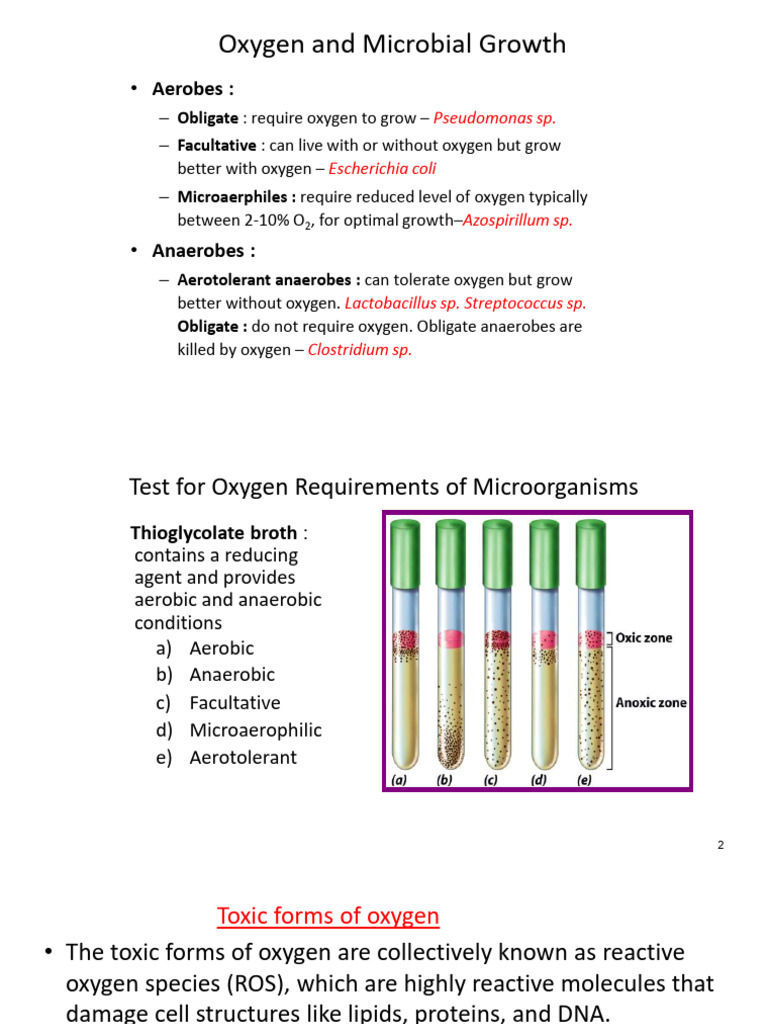 Oxygen's Role in Microbial Growth Dynamics | PDF | Biology | Chemistry