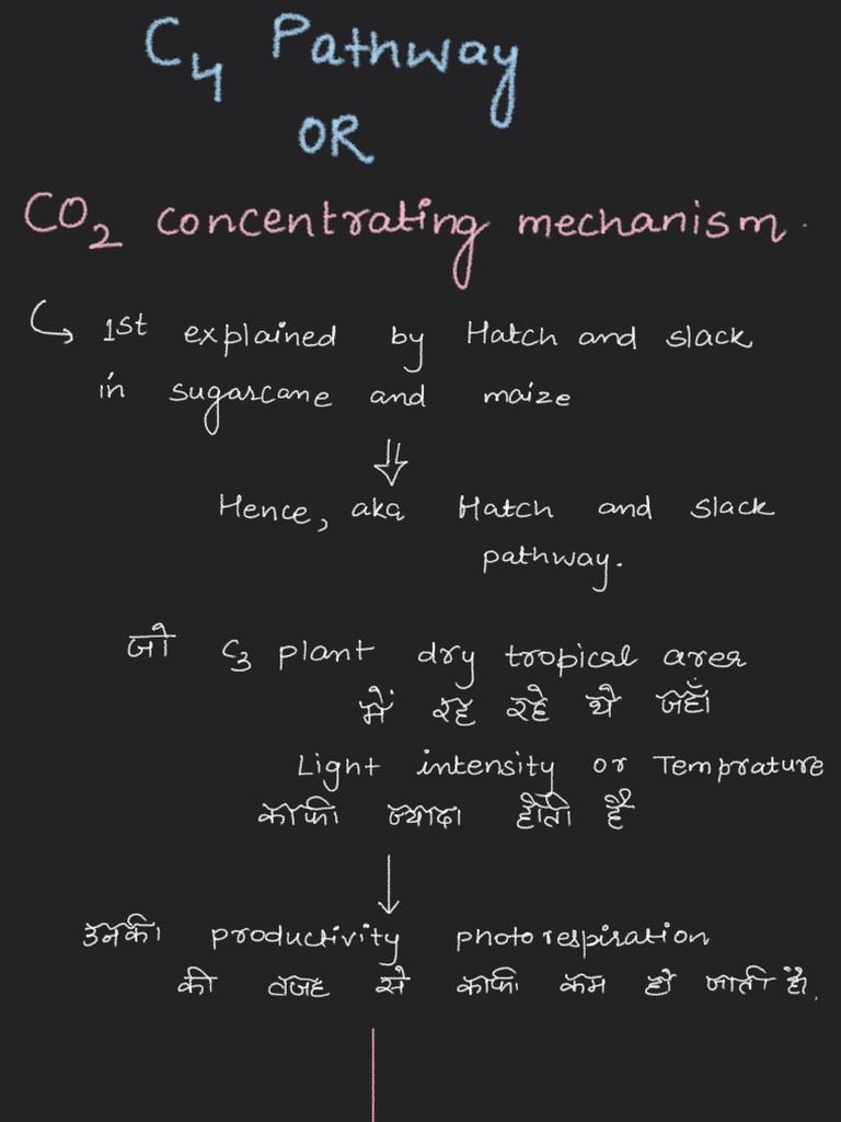 c4 Pathway (1) | PDF