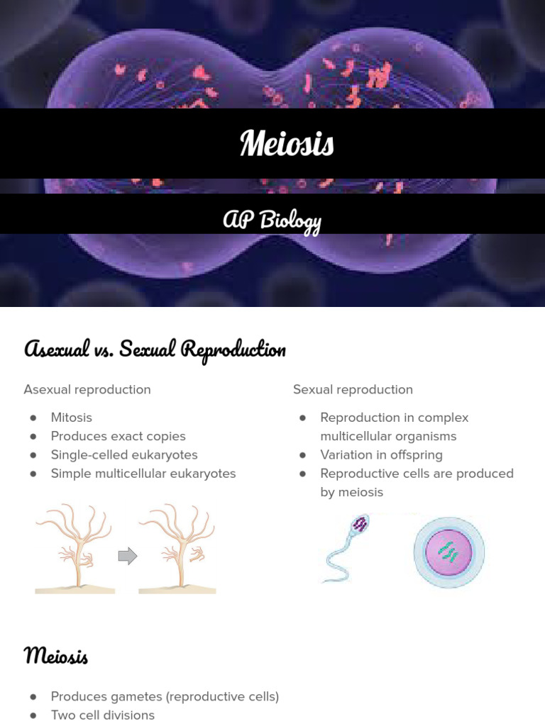 Understanding Meiosis and Genetics | PDF | Meiosis | Dominance (Genetics)