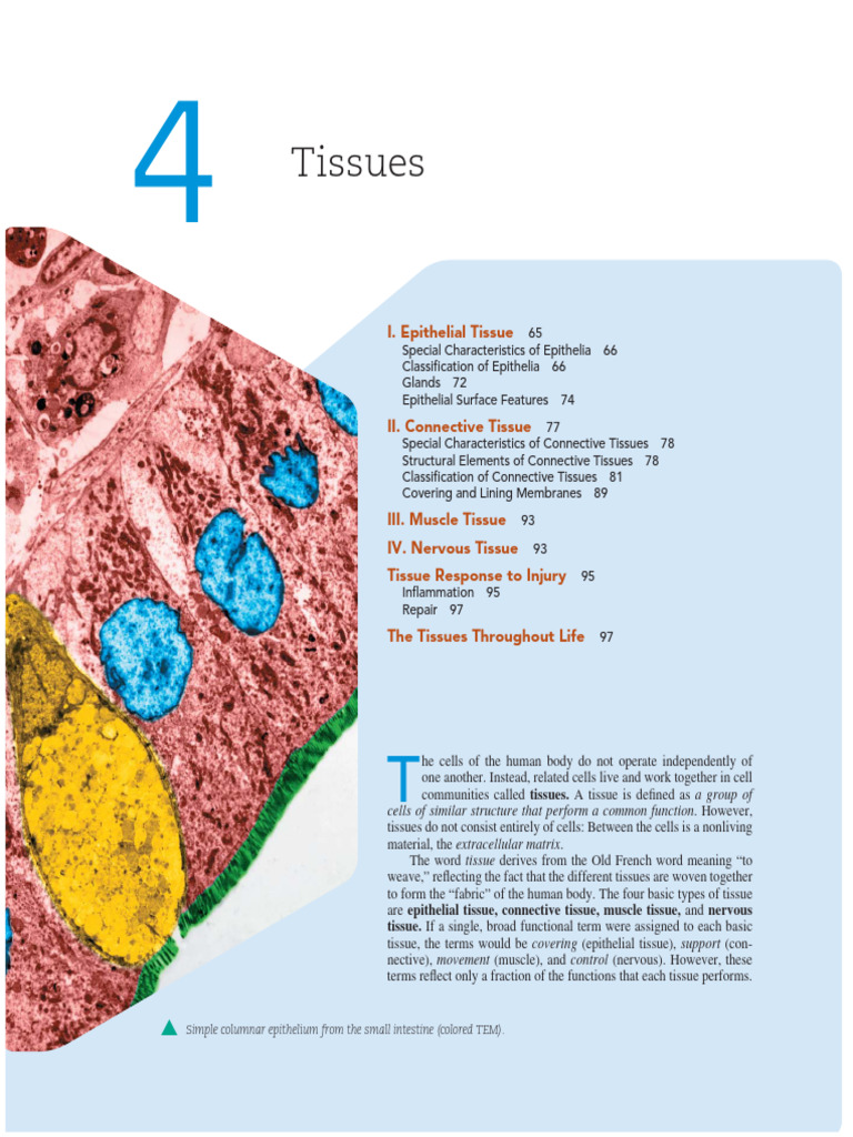 Tissues (1) | PDF | Epithelium | Tissue (Biology)