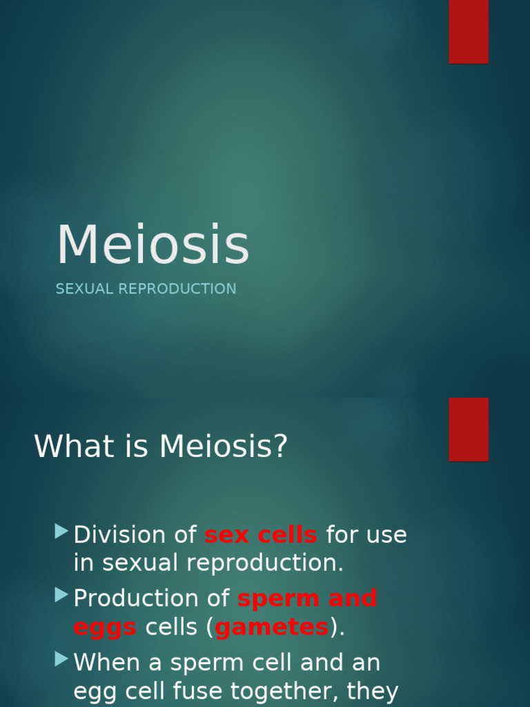 Meiosis Lesson 2025 | PDF | Meiosis | Ploidy