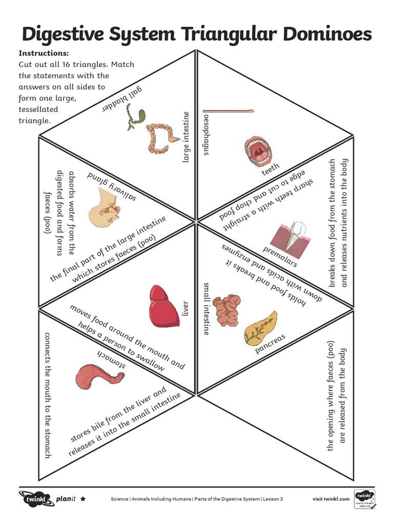 Digestive System Triangular Dominoes | PDF | Zoology | Organ (Anatomy)