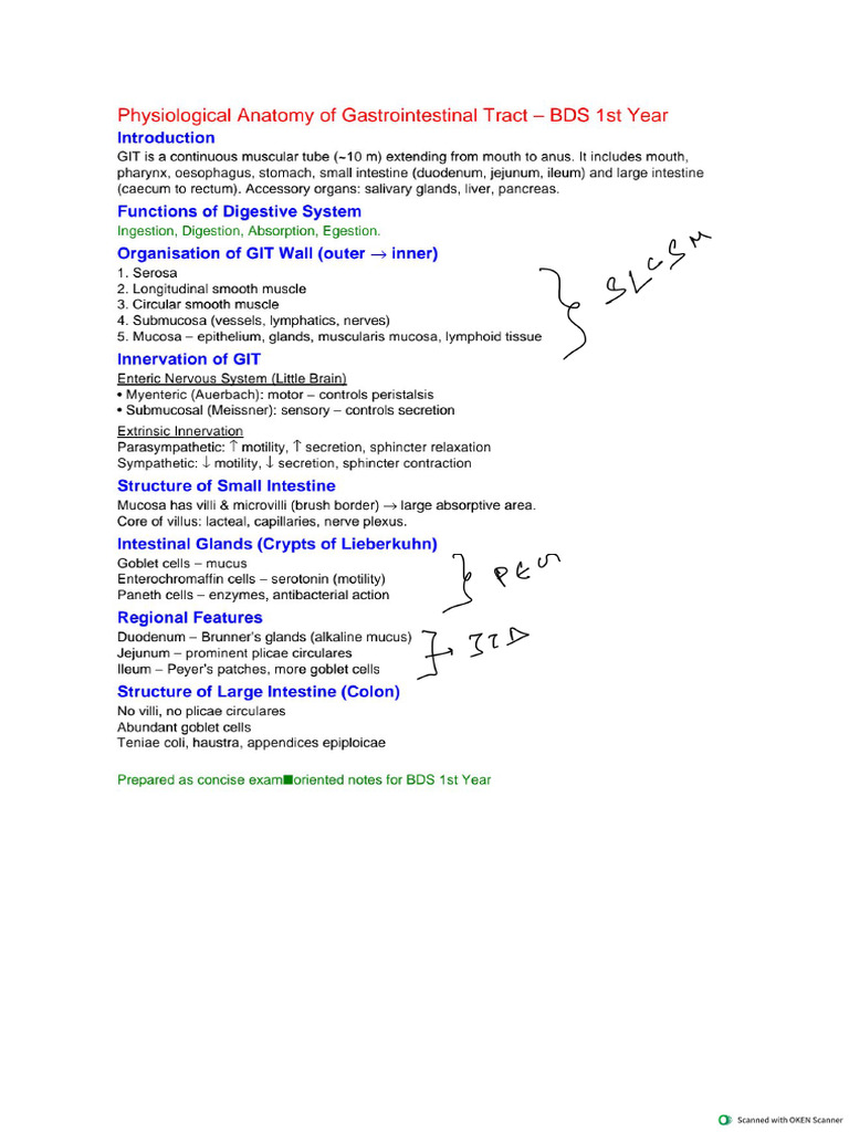 GIT Physiological Anatomy BDS Summary | PDF