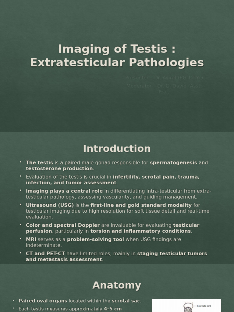 Imaging of Testis | PDF | Testicle | Medical Specialties