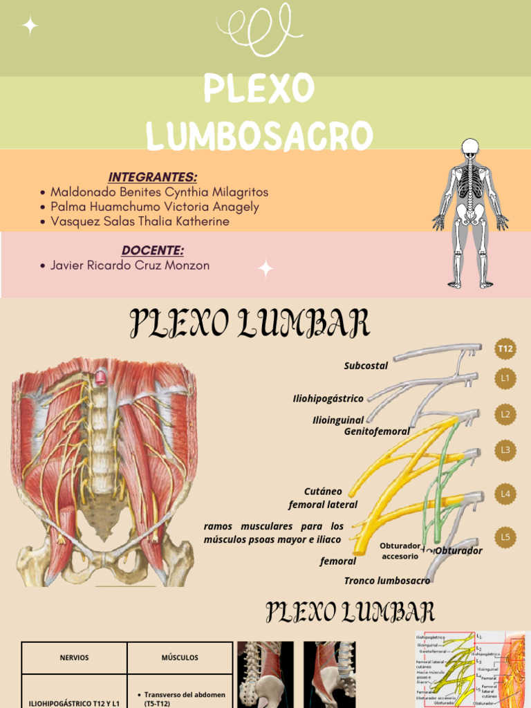 Plexo Lumbosacro | PDF | Pelvis | Tejido suave