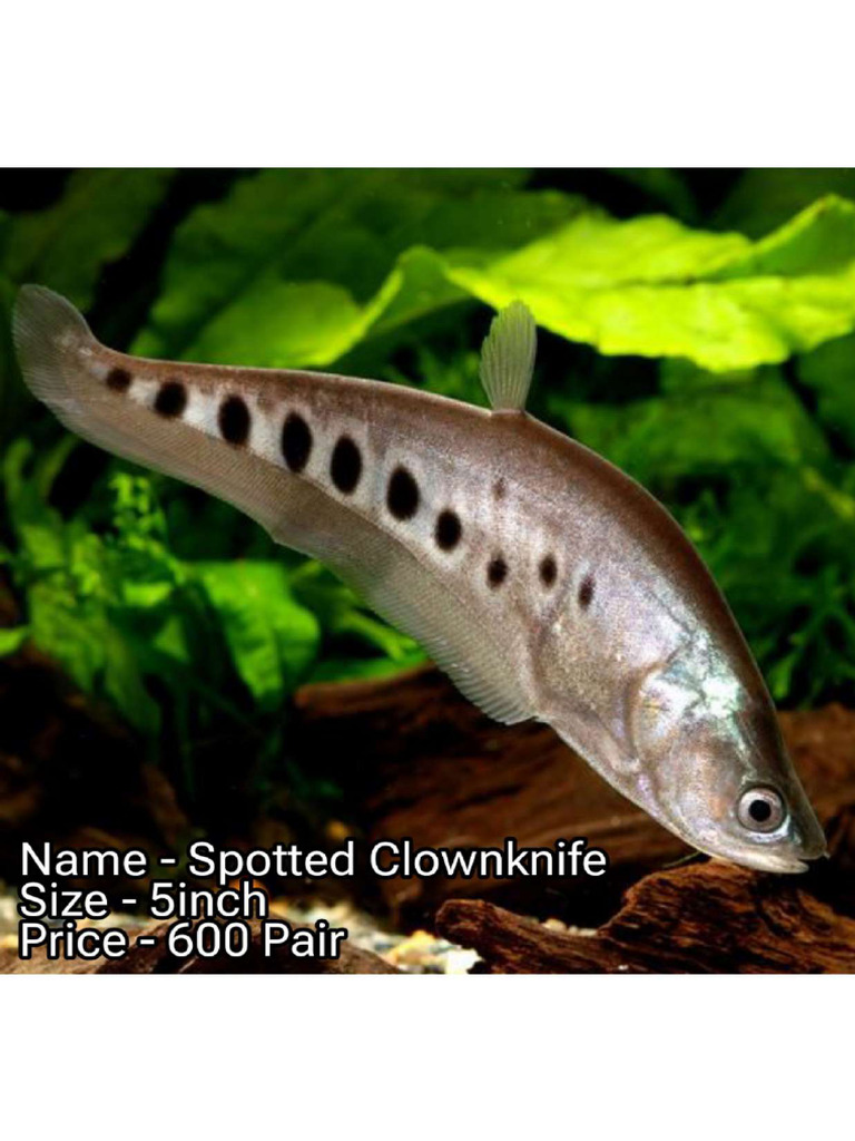 Stock List Compressed | PDF