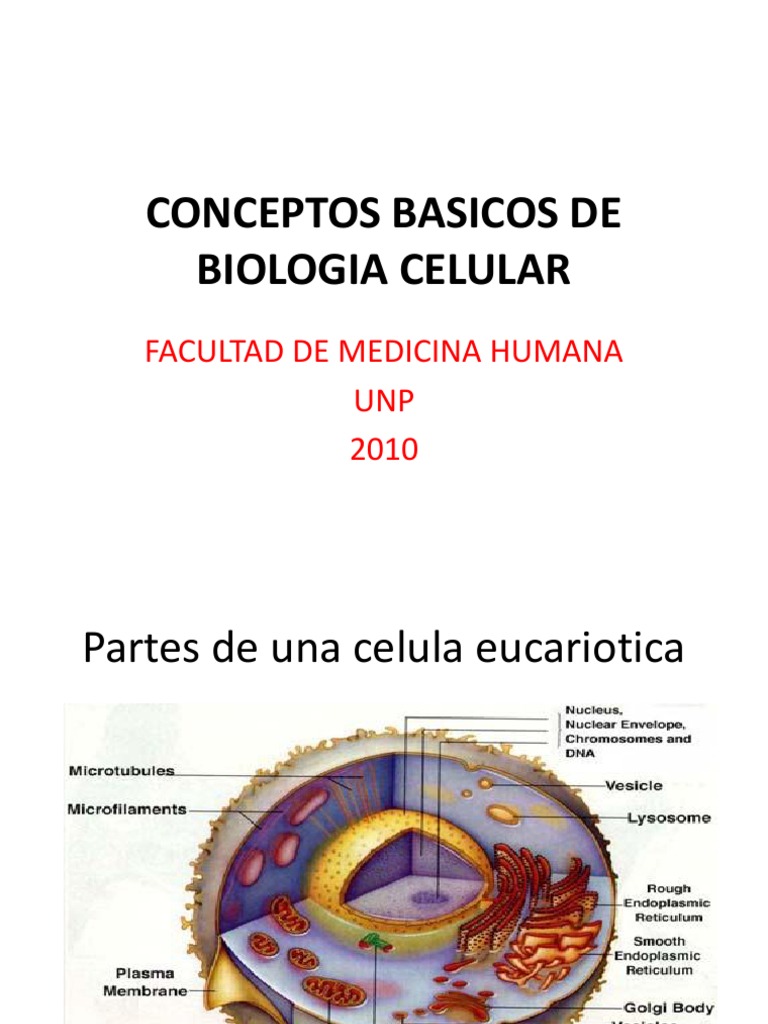 Conceptos Basicos de Biologia Celular | PDF | Gene | Messenger Rna