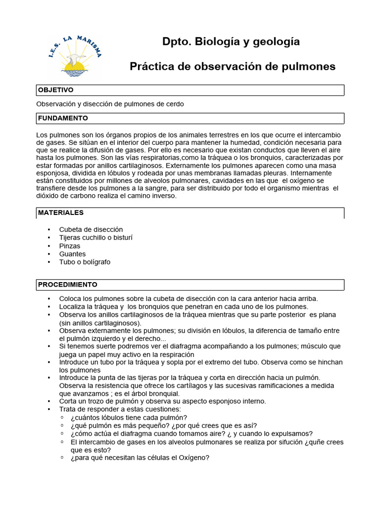 Pr Pulmones | PDF | Pulmón