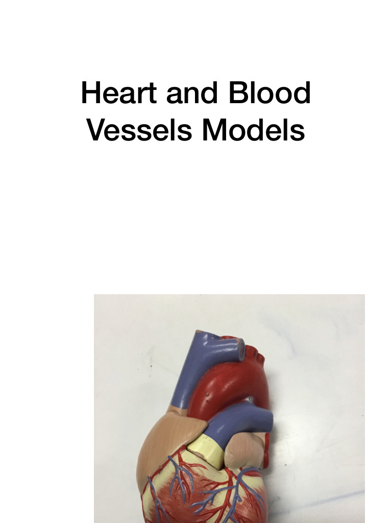Heart and Blood Vessel Models Overview | PDF