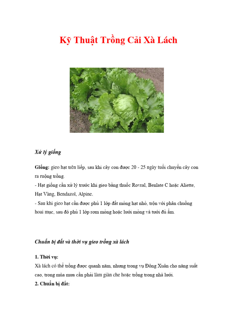 Kỹ Thuật Trồng Cải Xà Lách | PDF