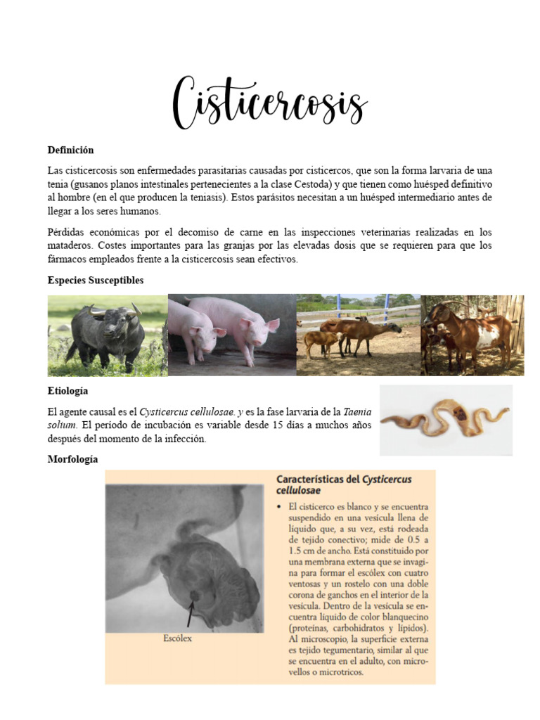 Cisticercosis: Causas, Síntomas y Prevención | PDF
