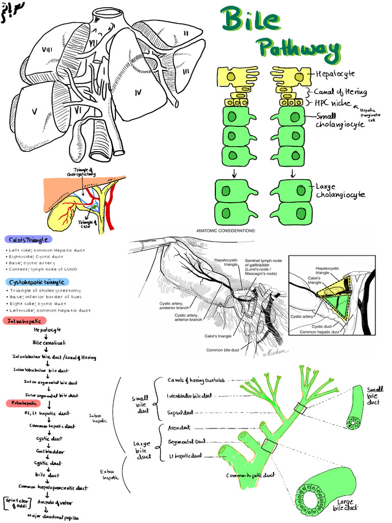 Bile Pathway | PDF | Liver | Organ (Anatomy)