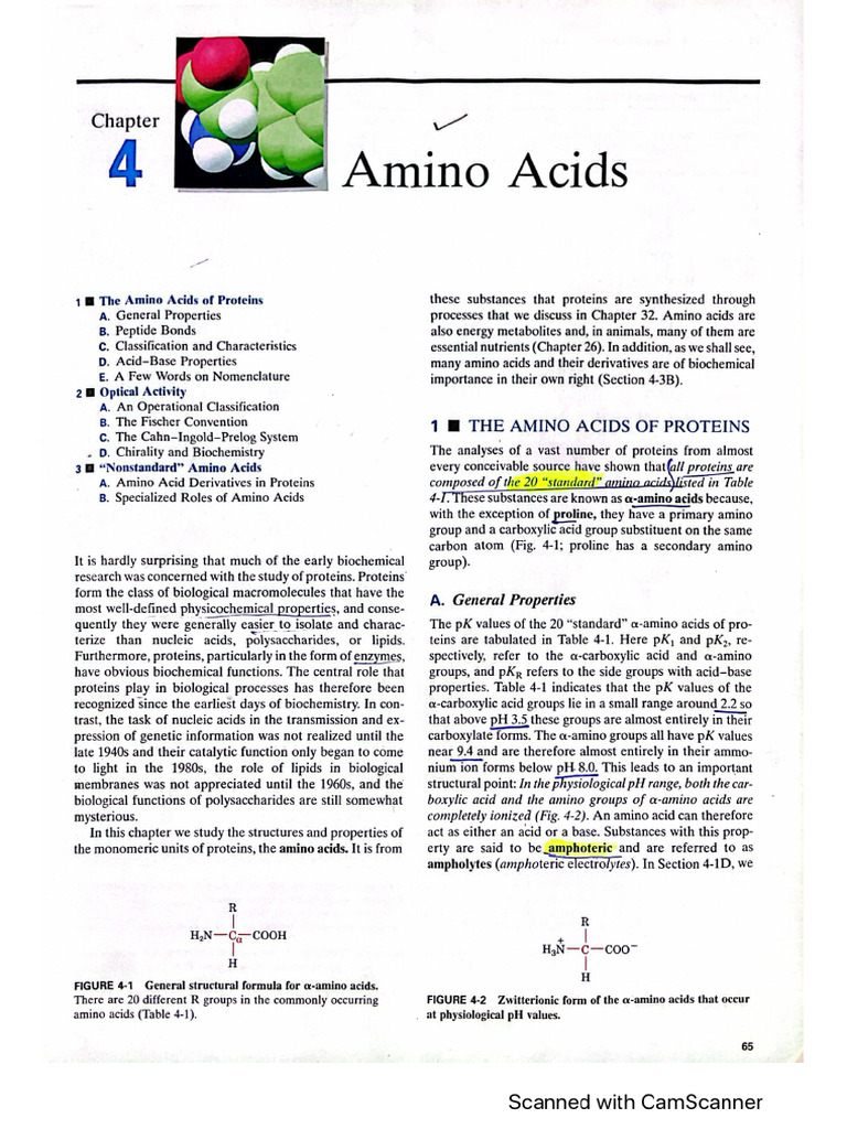 Amino Acids | PDF