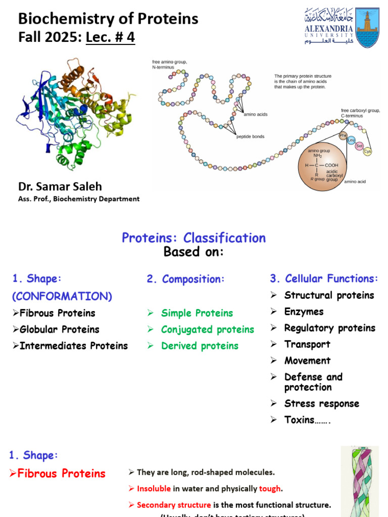 4. Biochemistry of Proteins Lectutre # 4 Fall 2025 | PDF | Proteins ...
