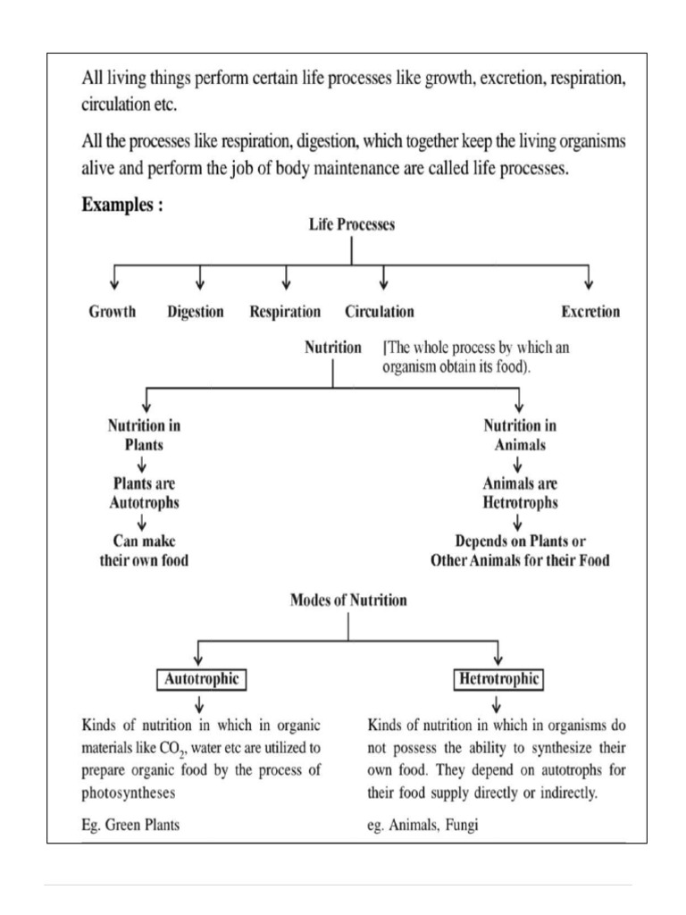 Grade 10 Biology Capsule | PDF | Ecosystem | Food Web