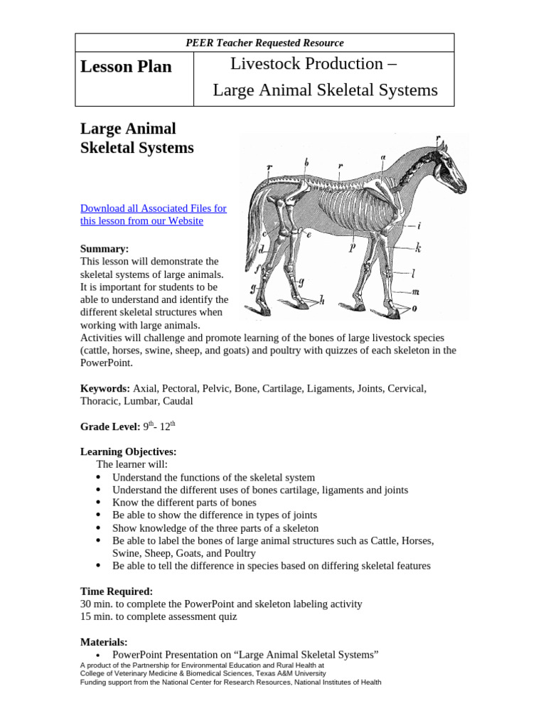 Large Animal Skeletal Systems Lesson Plan | PDF | Skeleton | Vertebra