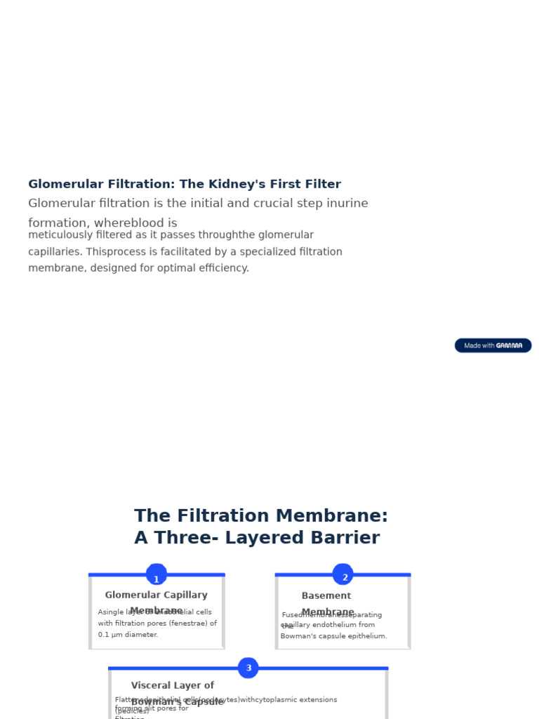 Understanding Glomerular Filtration Process | PDF | Kidney