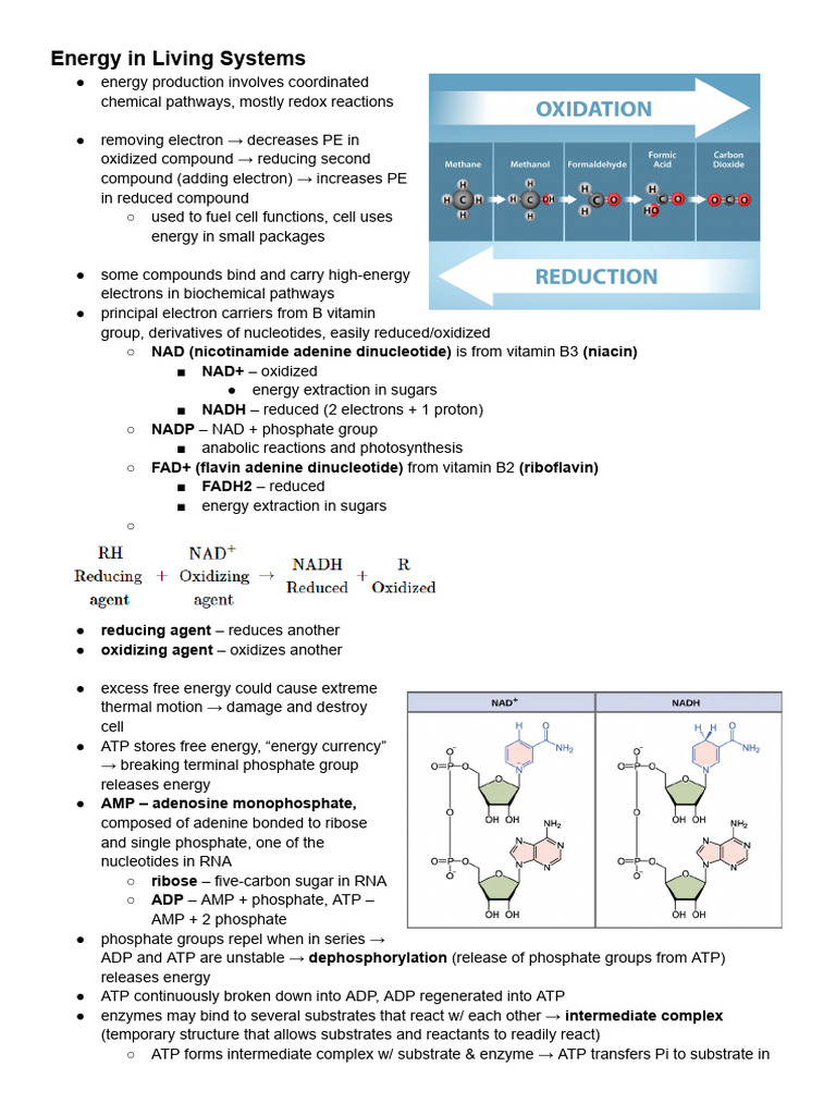 BIO: Energy in Living Systems | PDF | Adenosine Triphosphate | Cellular ...