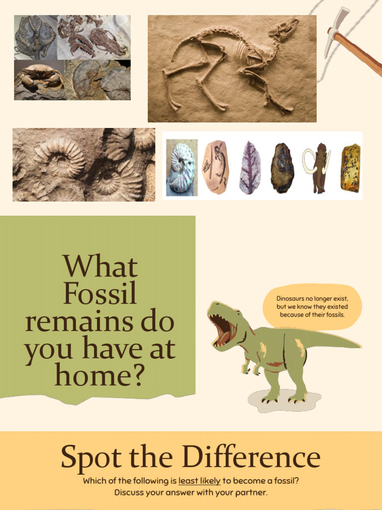 Inbound 8730787531980093490 | PDF | Fossil | Paleontology