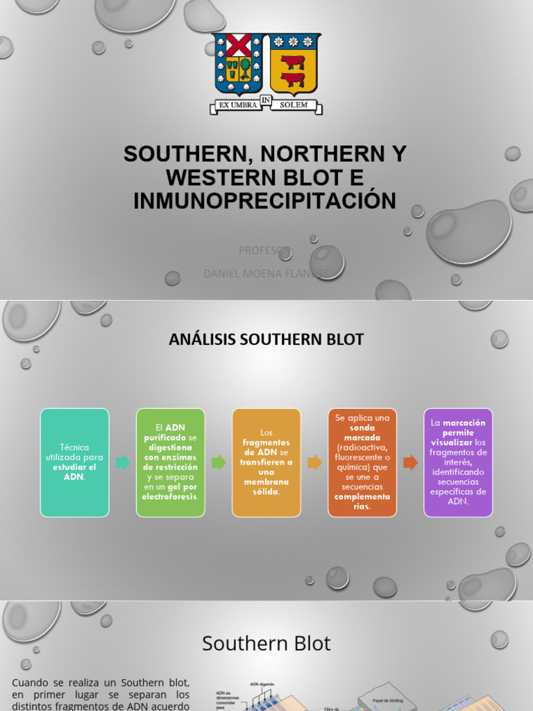 Clase 6 Southern, Northern y Western Blot | PDF | Blot (biología ...