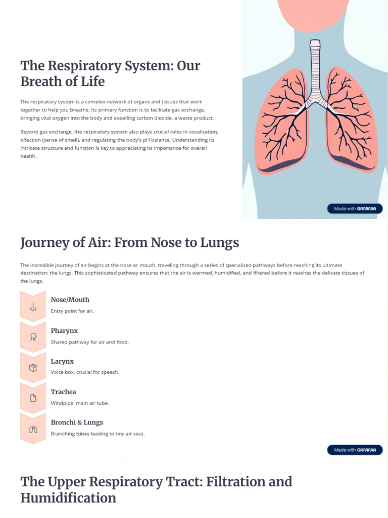 The Respiratory System Our Breath of Life | PDF | Lung | Respiratory Tract