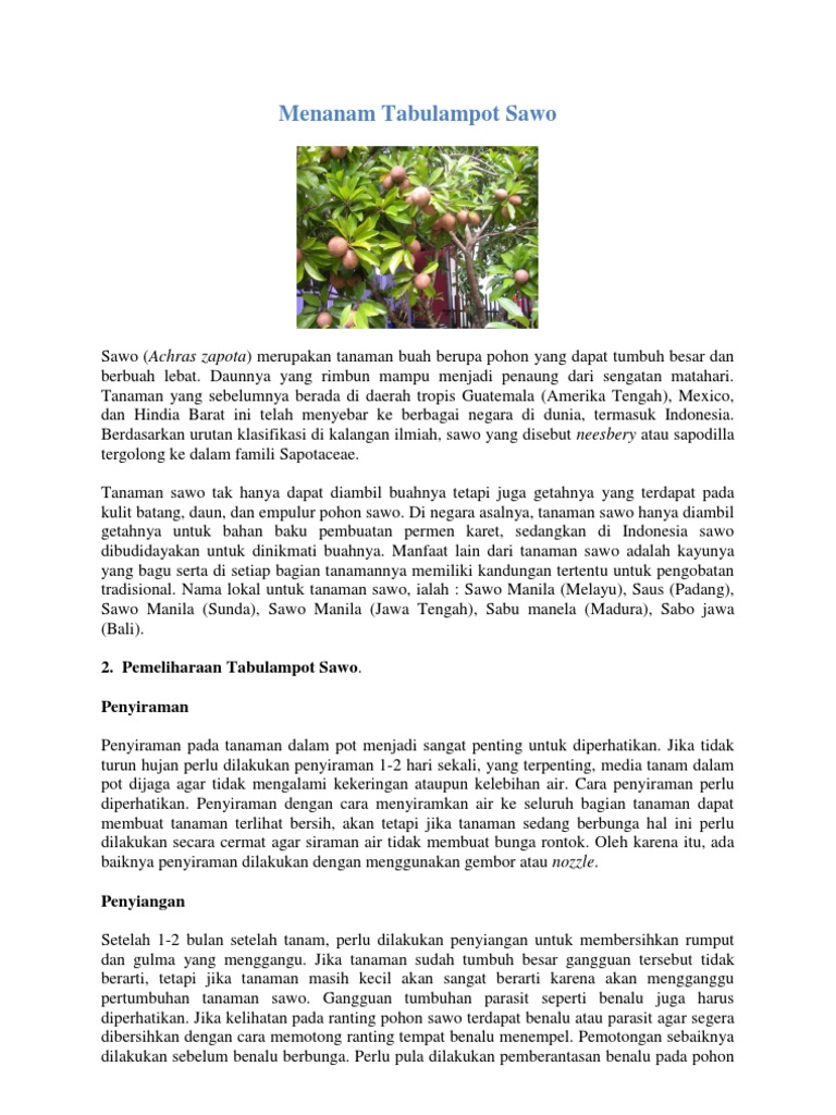 Menanam Tabulampot Sawo | PDF