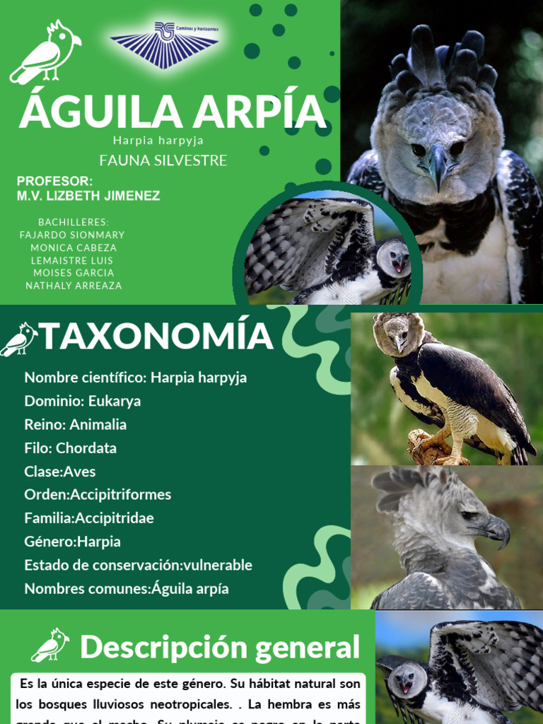 Águila Arpía: Conservación y Hábitat | PDF | Ornitología | Zoología