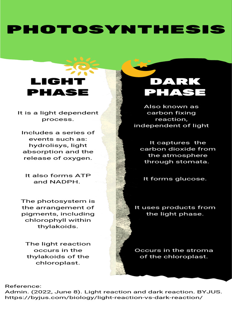 Photosynthesis: Light and Dark Phases | PDF