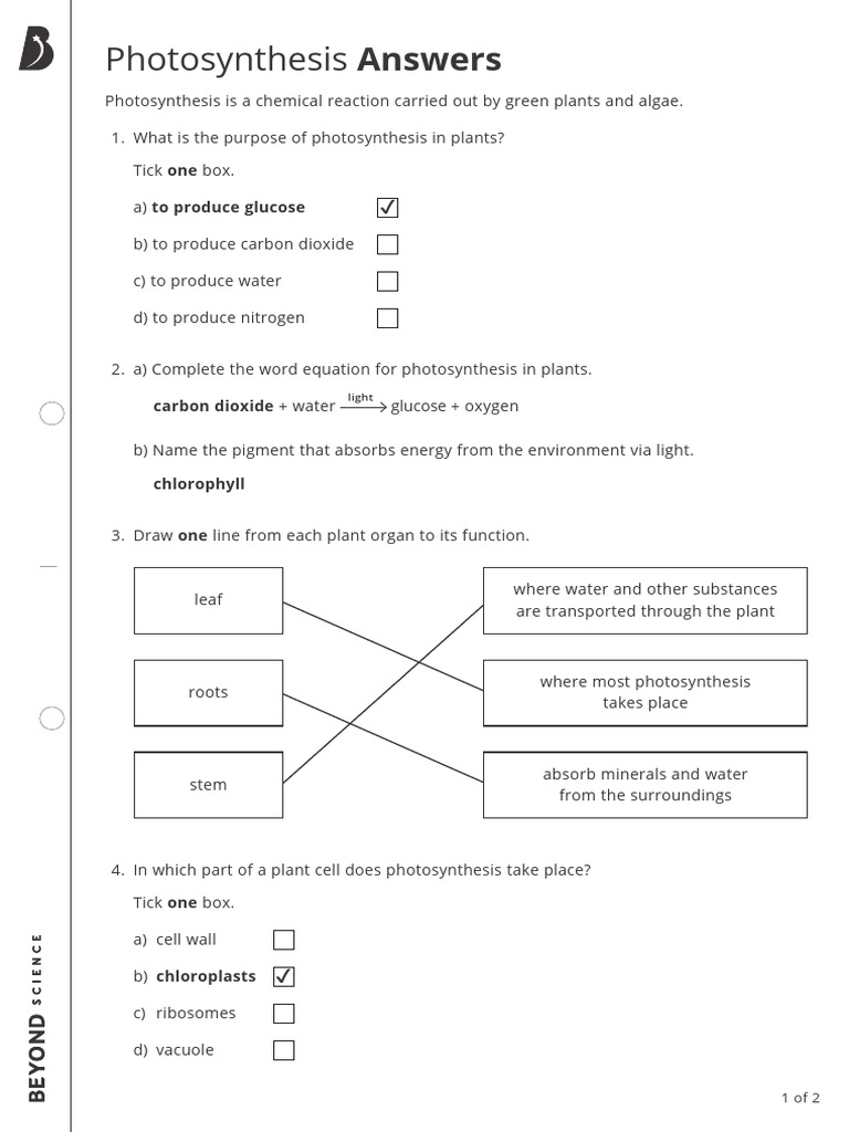 7SCI-Photosynthesis Worksheet HW2 MS | PDF | Photosynthesis | Stoma