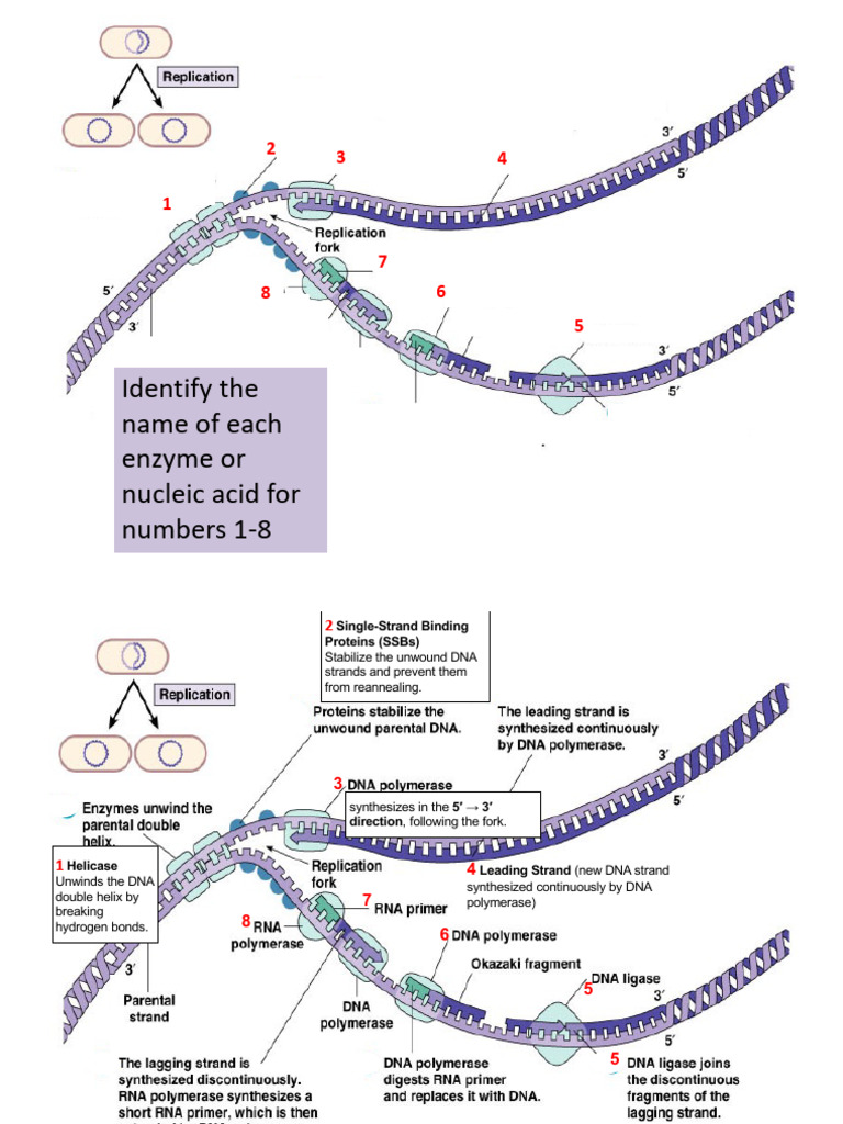 Translation Slides For AP Biology | PDF