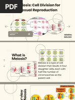 Meiosis: PMAT Stages Explained | PDF