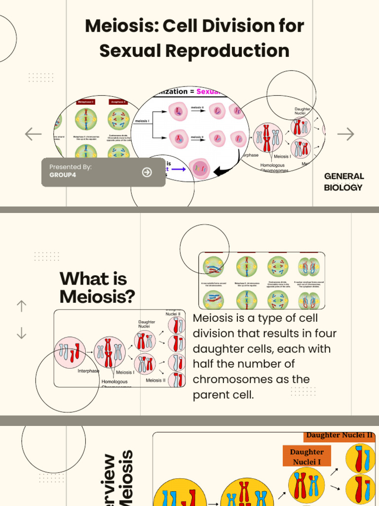 Understanding Meiosis in Sexual Reproduction | PDF