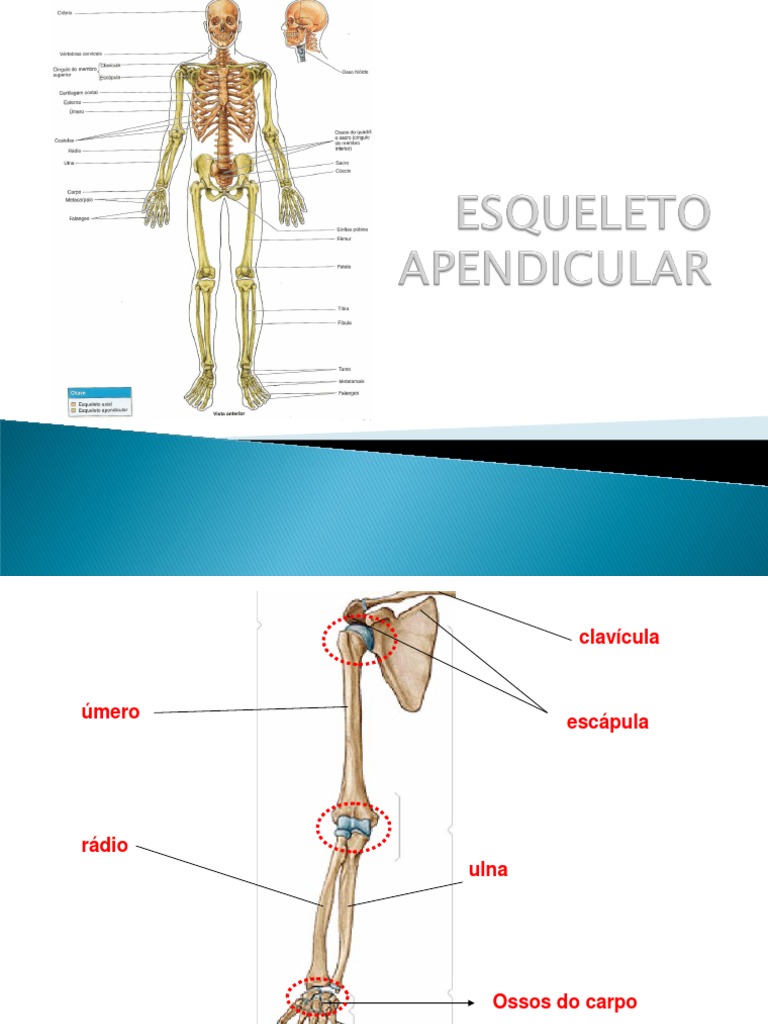 Anatomia Do Esqueleto Apendicular | PDF | Sistema Locomotor | Anatomia ...