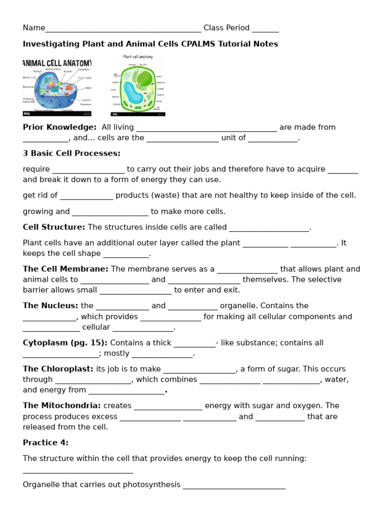 Investigating Plant and Animal Cells CPALMS Notes | PDF | Cell (Biology ...
